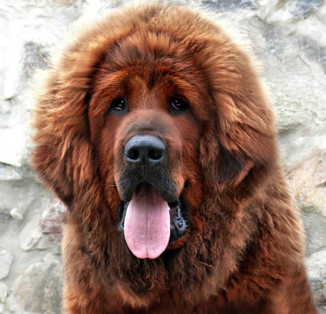 Tibetan Mastiff Tibetan Mastiff
