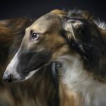 Borzoi – the dog of aristocrats | DinoAnimals.com