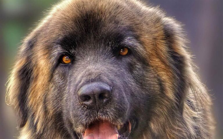 Leonberger – a loving giant | DinoAnimals.com