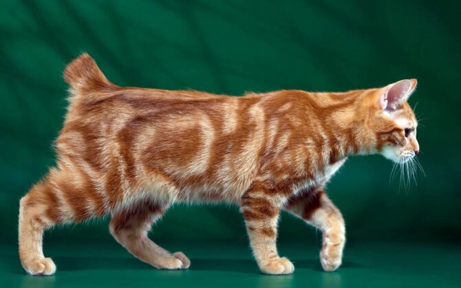 Manx Cat Cat Without A Tail