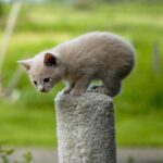 Manx cat – cat without a tail | DinoAnimals.com