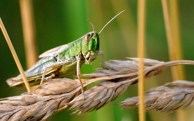 Locust anti-collision system | DinoAnimals.com