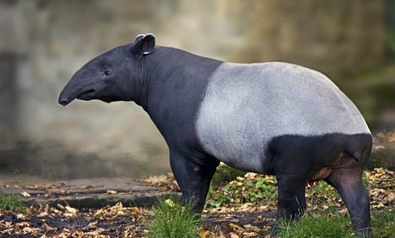 Mammals | DinoAnimals.com - Part 6