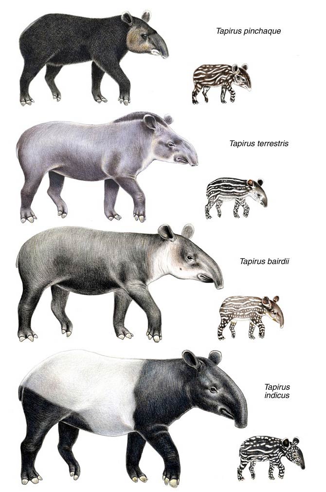 Tapir Tapirus An Eclectic Animal DinoAnimals Tapir Tapirus An Eclectic Animal DinoAnimals