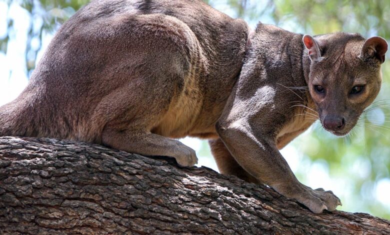 Mammals | DinoAnimals.com - Part 5