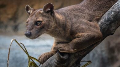 Fossa – Madagascar's largest predator | DinoAnimals.com