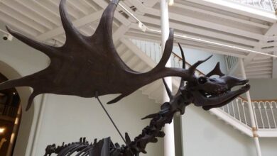 Irish elk (Megaloceros giganteus) | DinoAnimals.com