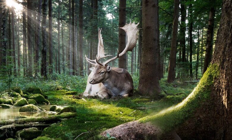 Extinct | DinoAnimals.com - Part 2