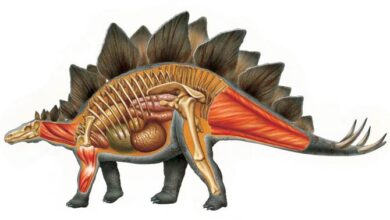 Stegosaurus – "birdbrain" | DinoAnimals.com