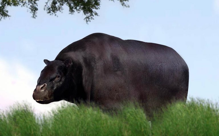 Toxodon – one of the strangest animals | DinoAnimals.com