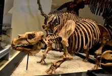 Toxodon – one of the strangest animals | DinoAnimals.com