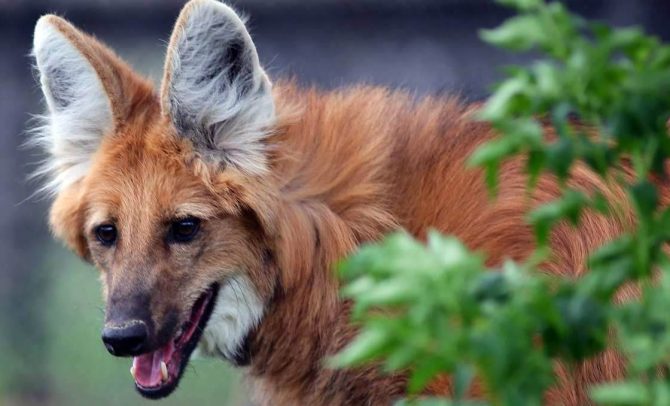 Maned wolf – a lonely hunter | DinoAnimals.com