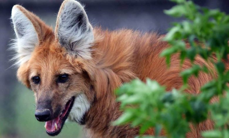 Canids | DinoAnimals.com