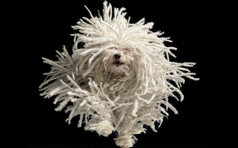 Puli – Mark Zuckerberg's dog | DinoAnimals.com