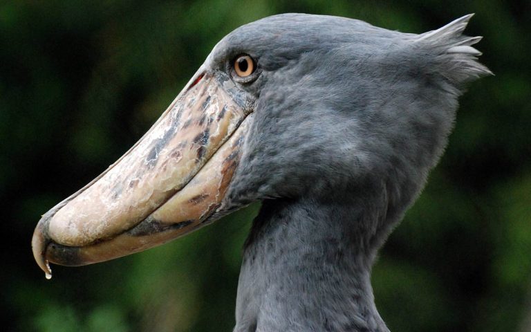Shoebill (Balaeniceps rex) | DinoAnimals.com