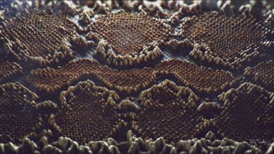 Snakeskin and its applications | DinoAnimals.com
