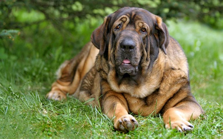 Spanish Mastiff – fearless and loving | DinoAnimals.com