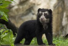 Spectacled bear – Andean bear | DinoAnimals.com