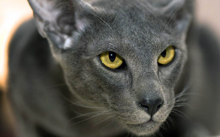 Oriental Shorthair and Longhair cat | DinoAnimals.com