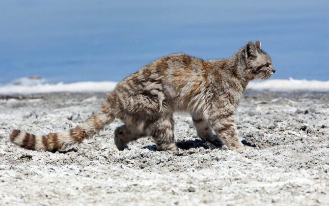 Andean mountain cat – mysterious Andean cat | DinoAnimals.com