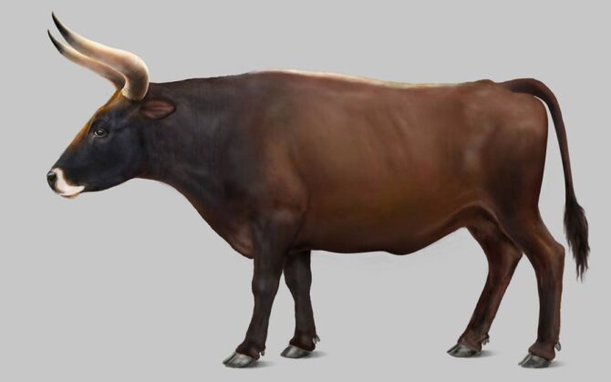Aurochs (Bos primigenius) – extinct wild bull | DinoAnimals.com