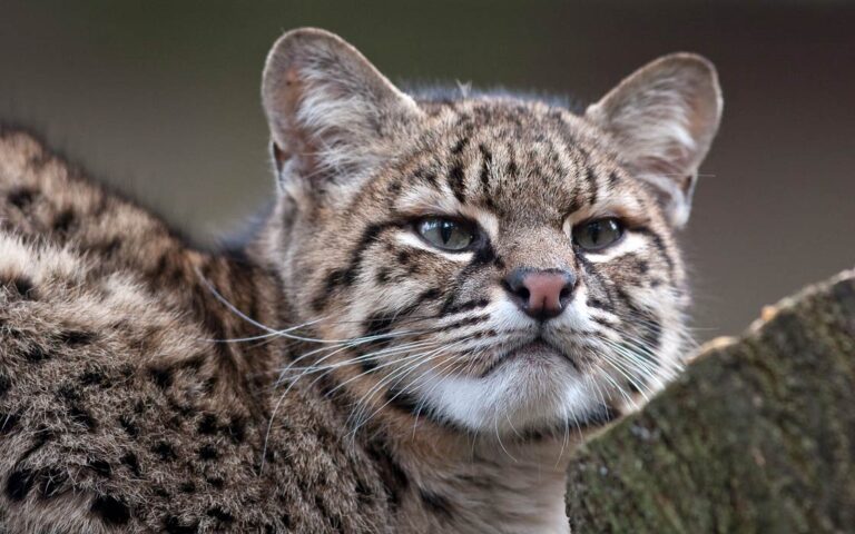 Geoffroy's cat (Leopardus geoffroyi) – characteristic predator ...