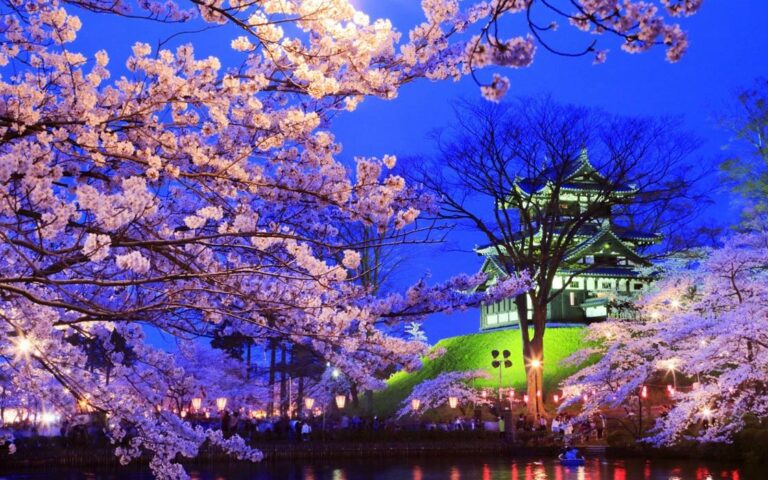Sakura – spring in Tokyo | DinoAnimals.com