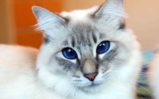 Balinese cat – long-haired Siamese | DinoAnimals.com
