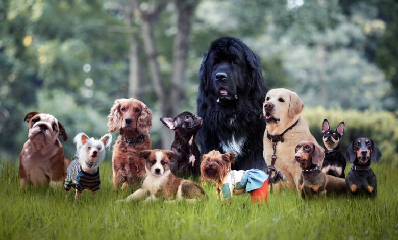 Domestic | DinoAnimals.com