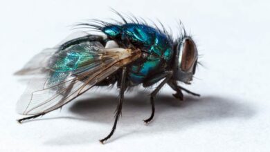 The fly and its extraordinary abilities | DinoAnimals.com