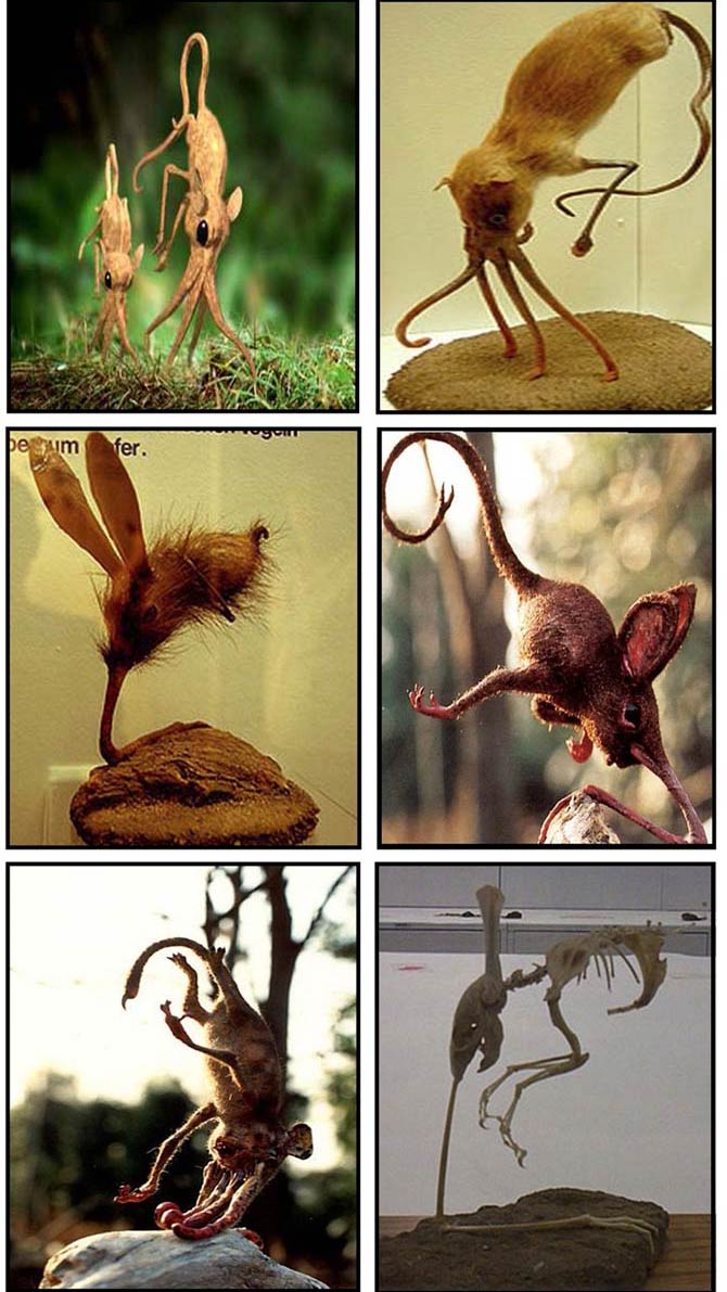 Rhinogrades, snouters (Rhinogradentia) | DinoAnimals.com