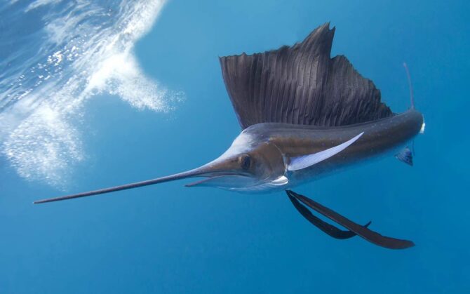 Sailfish – the fastest fish in the world? | DinoAnimals.com