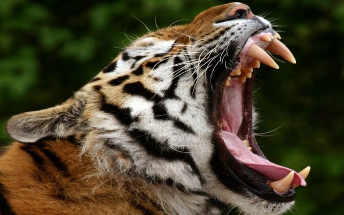 The largest land predators TOP 10 | DinoAnimals.com