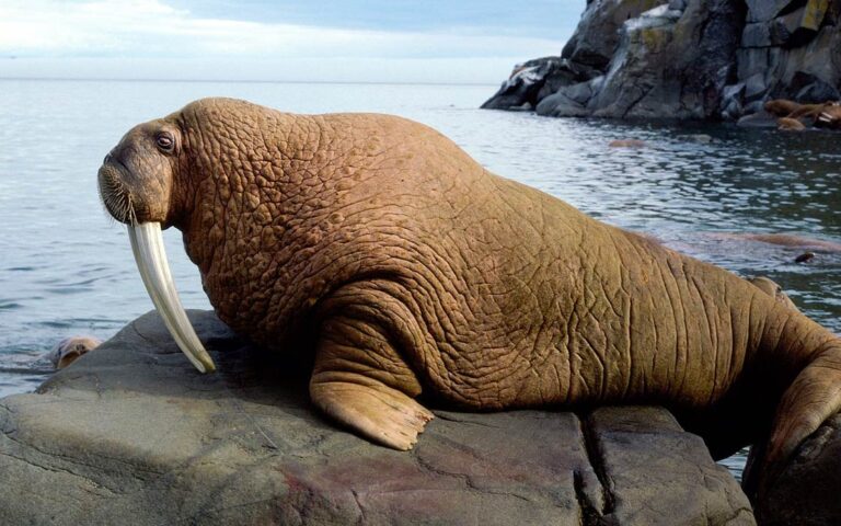 Walrus – strong and dangerous | DinoAnimals.com