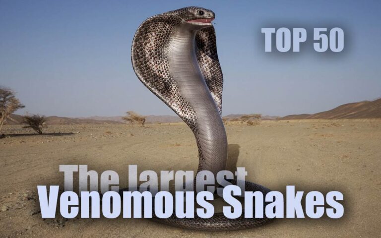 The largest venomous snakes TOP 50 | DinoAnimals.com