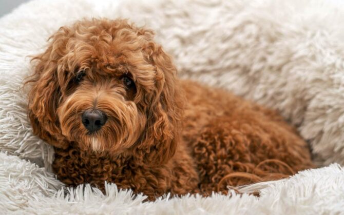 What Is A Toy Cavapoo? | DinoAnimals.com