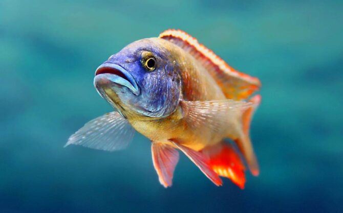 Do fish sleep, and if so, how? | DinoAnimals.com