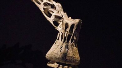 Nigersaurus – a dinosaur that had 500 teeth | DinoAnimals.com