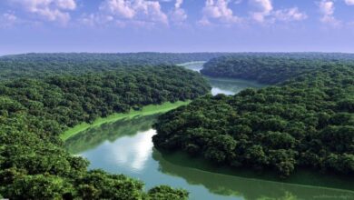 Amazon River – the largest river in the world | DinoAnimals.com