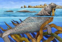 Steller's sea cow (Hydrodamalis gigas) | DinoAnimals.com