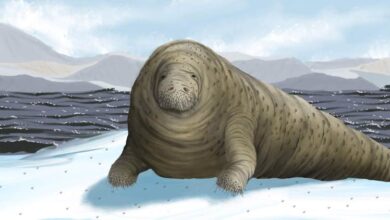 Steller's sea cow (Hydrodamalis gigas) | DinoAnimals.com