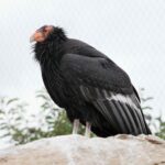 The Majestic California Condor | DinoAnimals.com