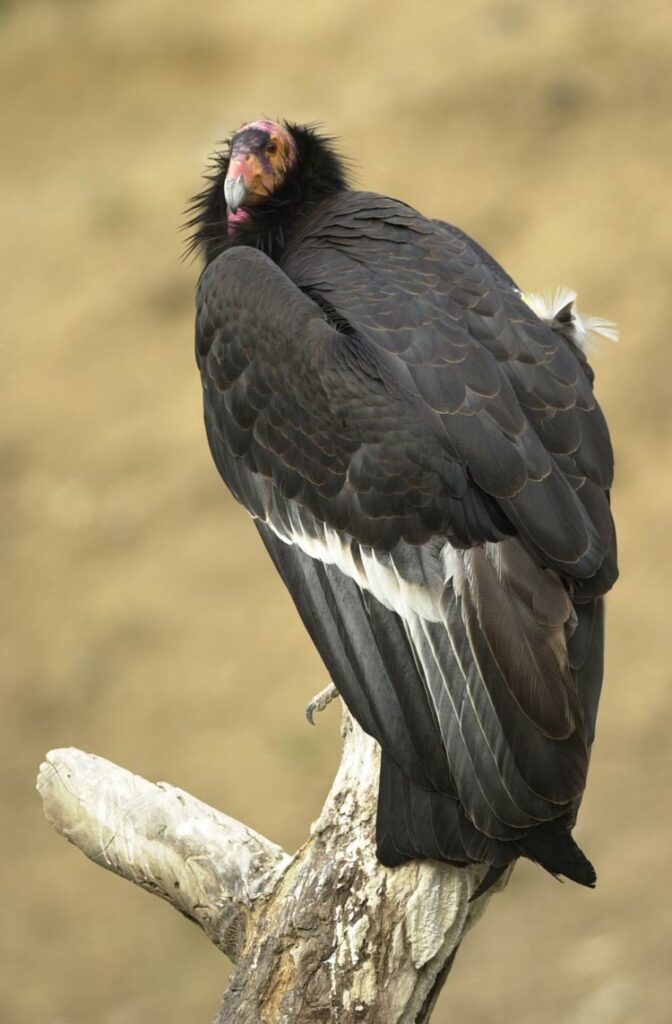 The Majestic California Condor | DinoAnimals.com