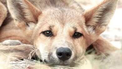 Dingoes: Beyond the Stereotypes and Misconceptions | DinoAnimals.com