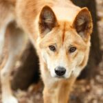 Dingoes: Beyond the Stereotypes and Misconceptions | DinoAnimals.com