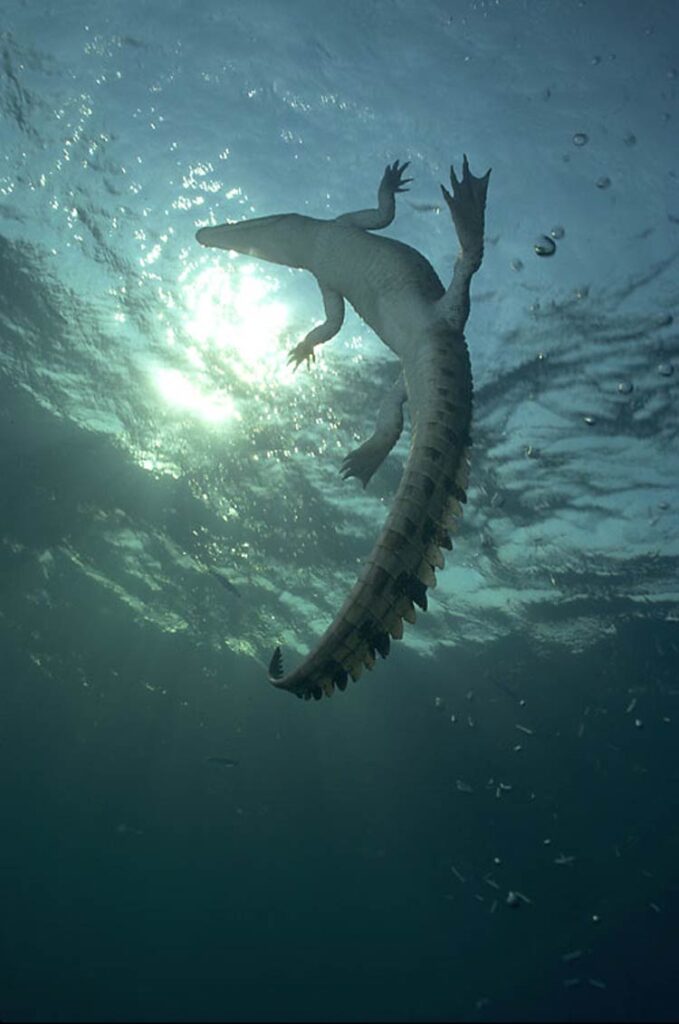 Lake Tanganyika – the longest freshwater lake | DinoAnimals.com