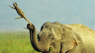 Lizards: the Secret World of Lizards | DinoAnimals.com