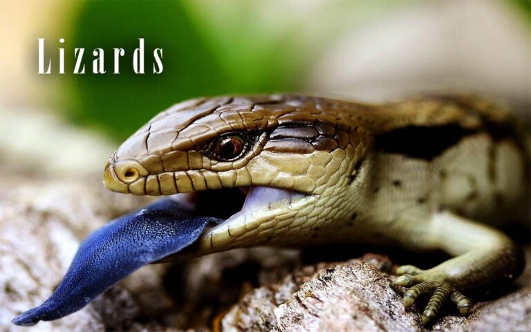 Lizards: the Secret World of Lizards | DinoAnimals.com
