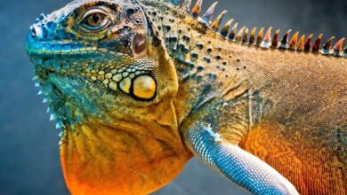 Lizards: the Secret World of Lizards | DinoAnimals.com