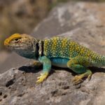 Lizards: the Secret World of Lizards | DinoAnimals.com